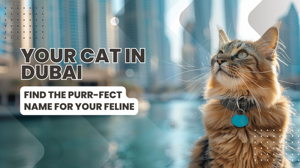 Choosing the Perfect Cat Name in Dubai: A Cultural Blend – Catmer